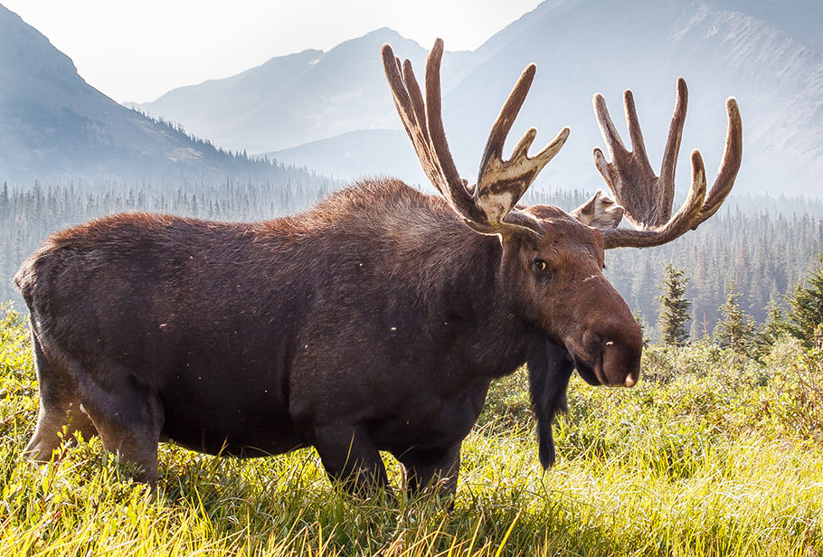 A Moose for All Seasons