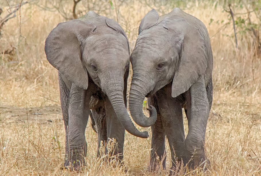 All About Elephants