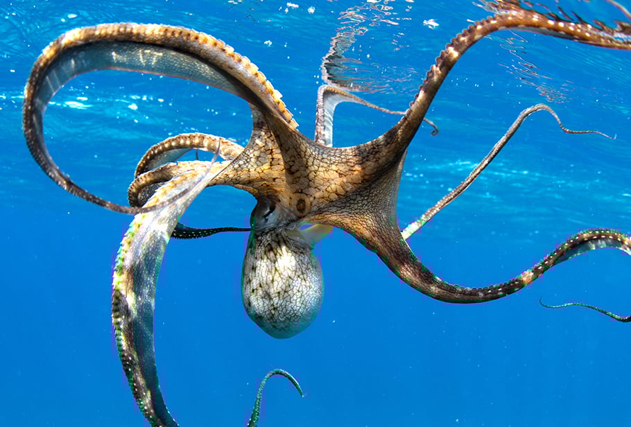 Eight Extraordinary Facts About Octopuses