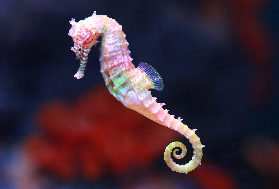 ¿Son los caballitos de mar caballos?