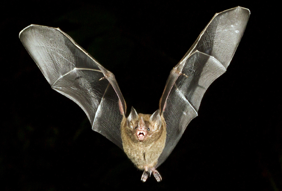 Creatures of the Night