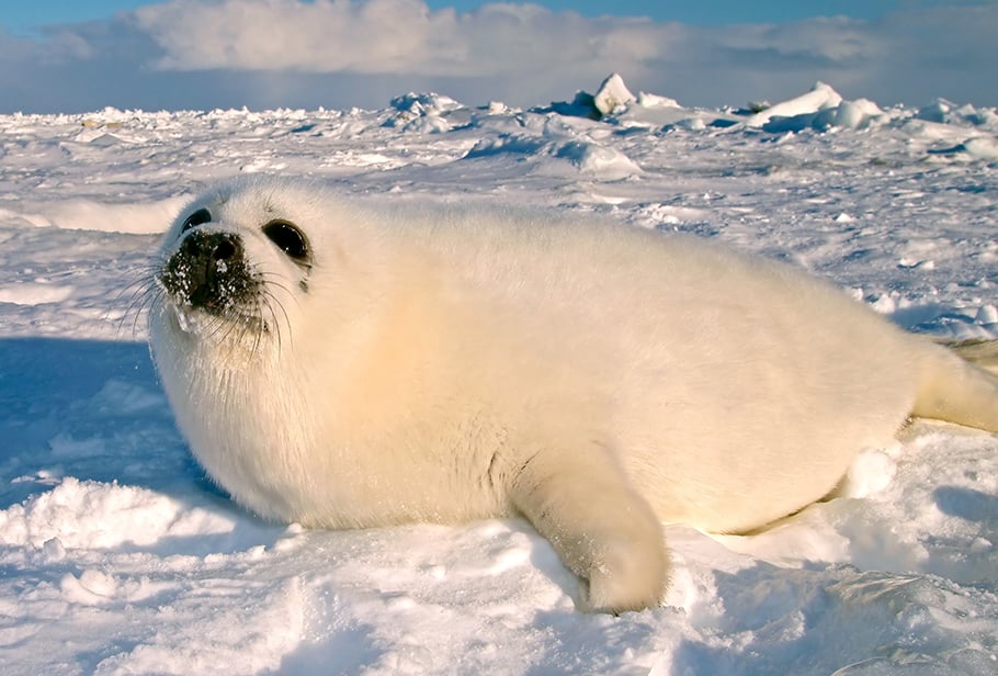 Un paseo por el Ártico