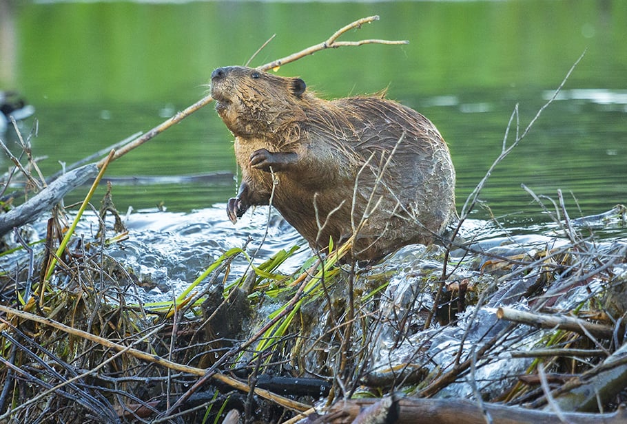 Animales constructores