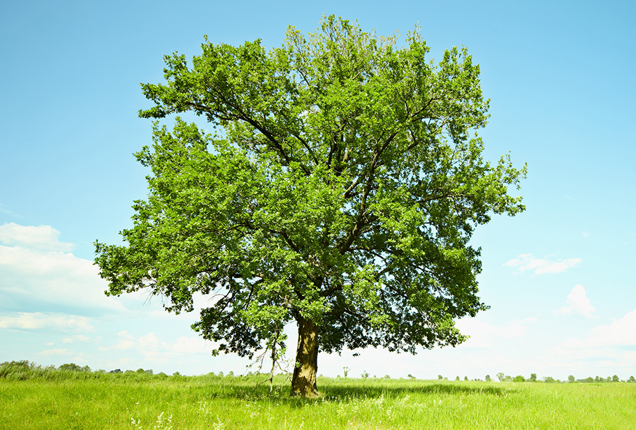 ¡Árboles maravillosos!