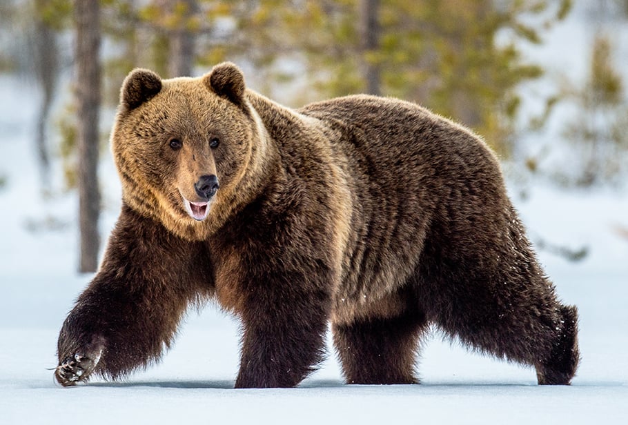 Dance Break: Winter Animals